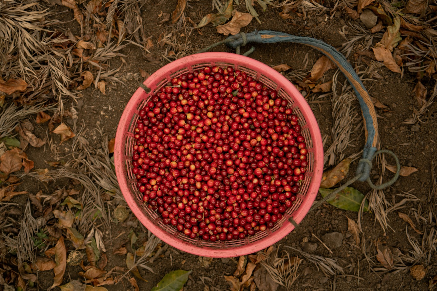 Guji Coffee – Ethiopian Specialty Green Coffee Beans - Pure Africa Coffee